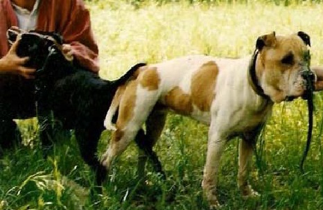 JUMBO DOGS, VILI DOGS & ALL THAT JAZZ... ⋆ GrandChamp - American ...