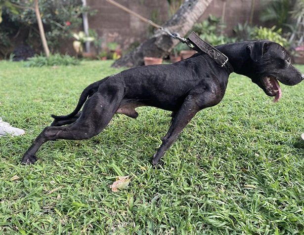 BLACK GOLDS & WILDMANS BRENDA FASSIE 1xW BIS ⋆ GrandChamp - American ...